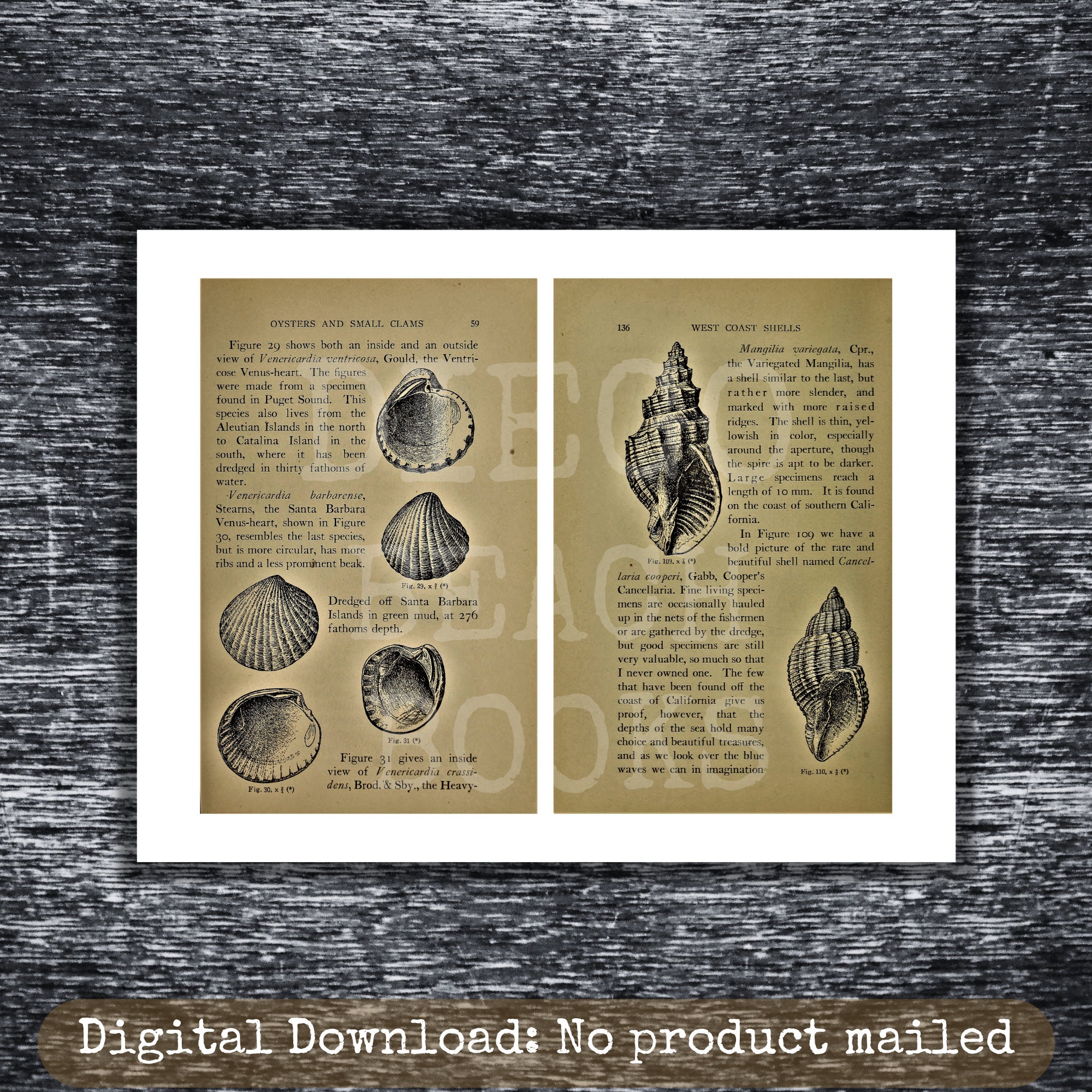Vintage 1911 Ocean Shell Book Pages Printable Beach Ephemera Junk ...