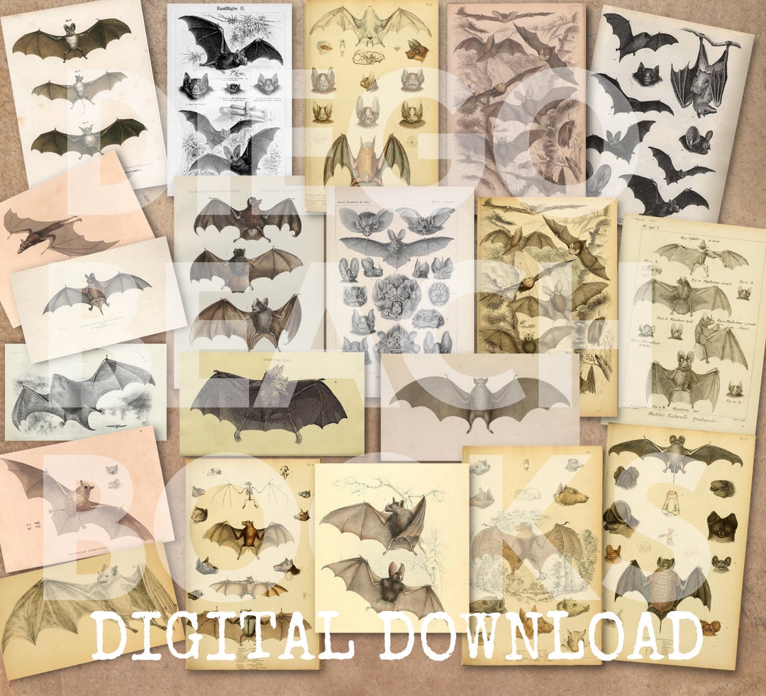 Bat Print 20 Piece Vintage Ephemera Set, Bat Mixed Media Printable ...