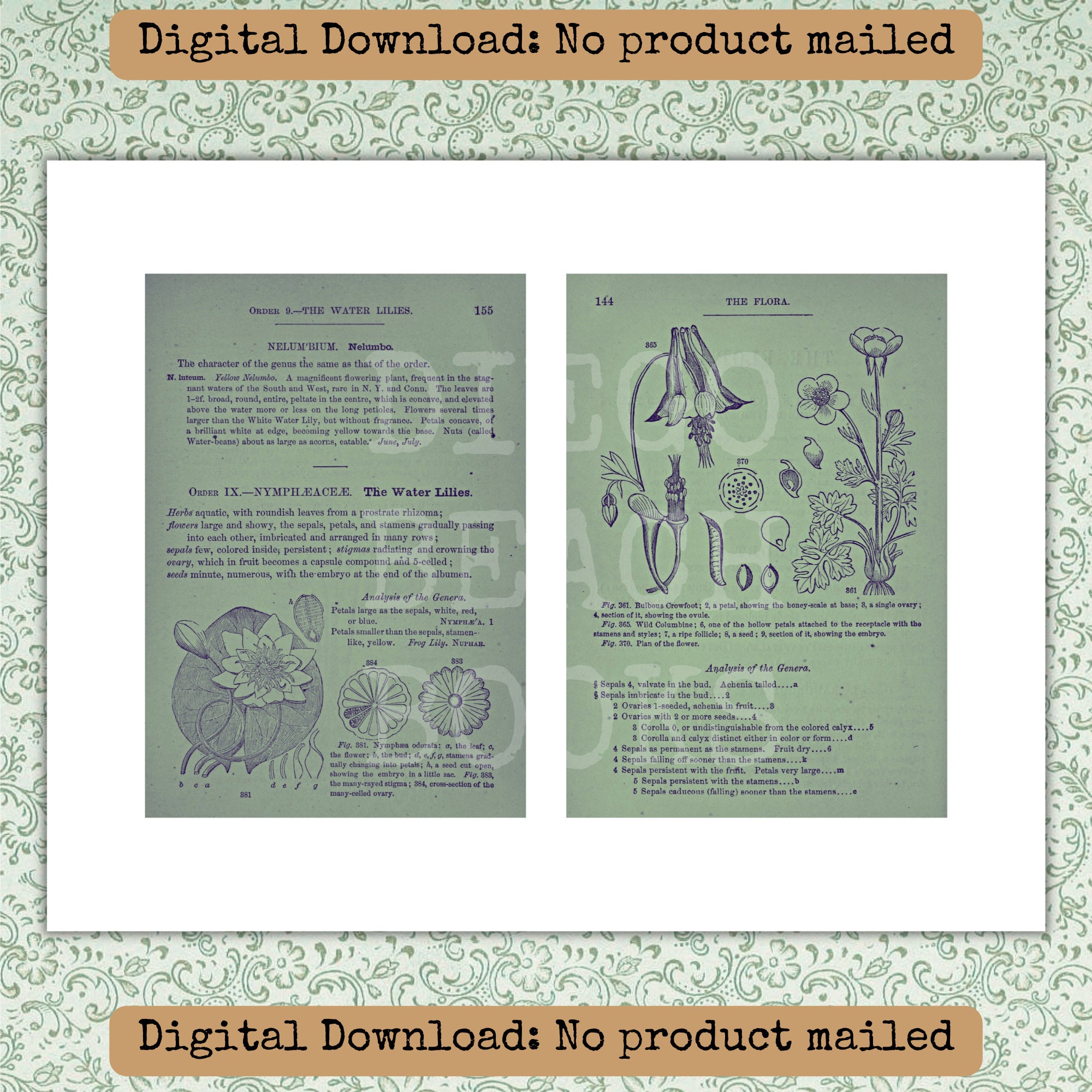 Vintage Botany 1800s Book Illustrations 10 Piece Printable Set Vintage ...