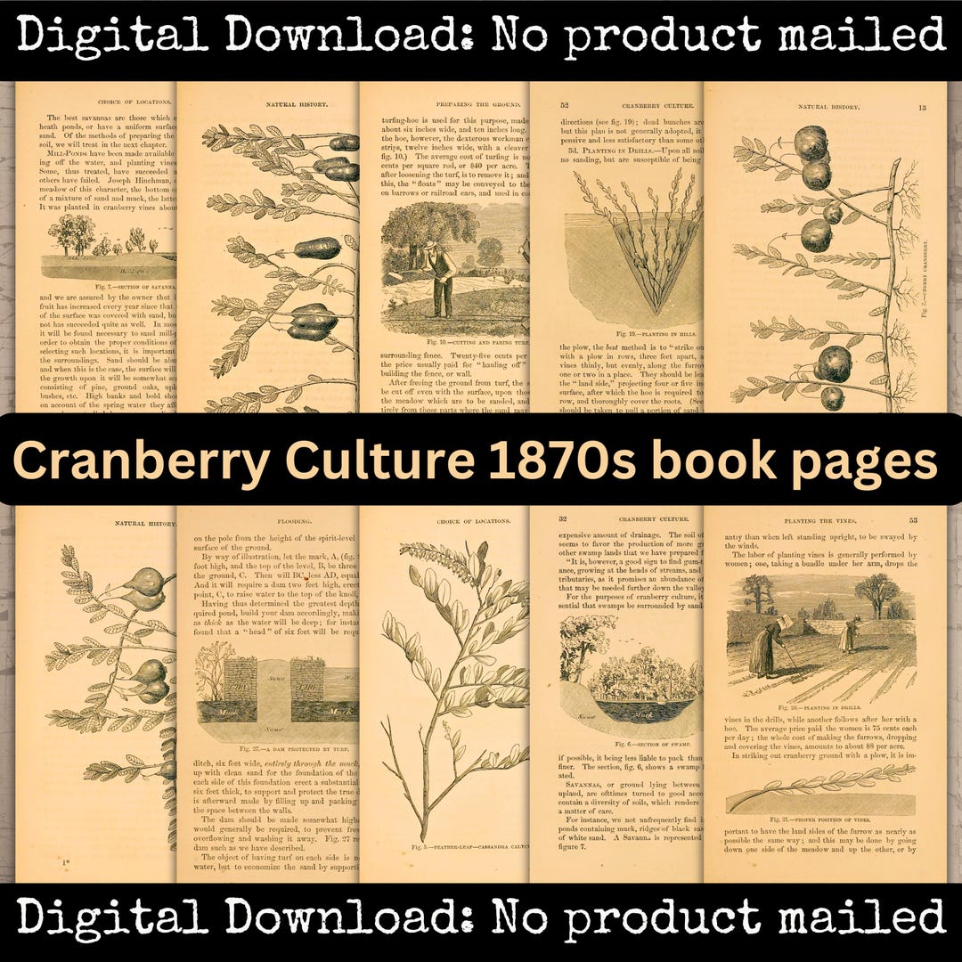 Vintage Cranberry Culture Book Pages Botanical Junk Journal Ephemera ...