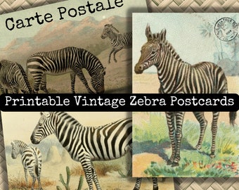 Zebra Postcard - Etsy