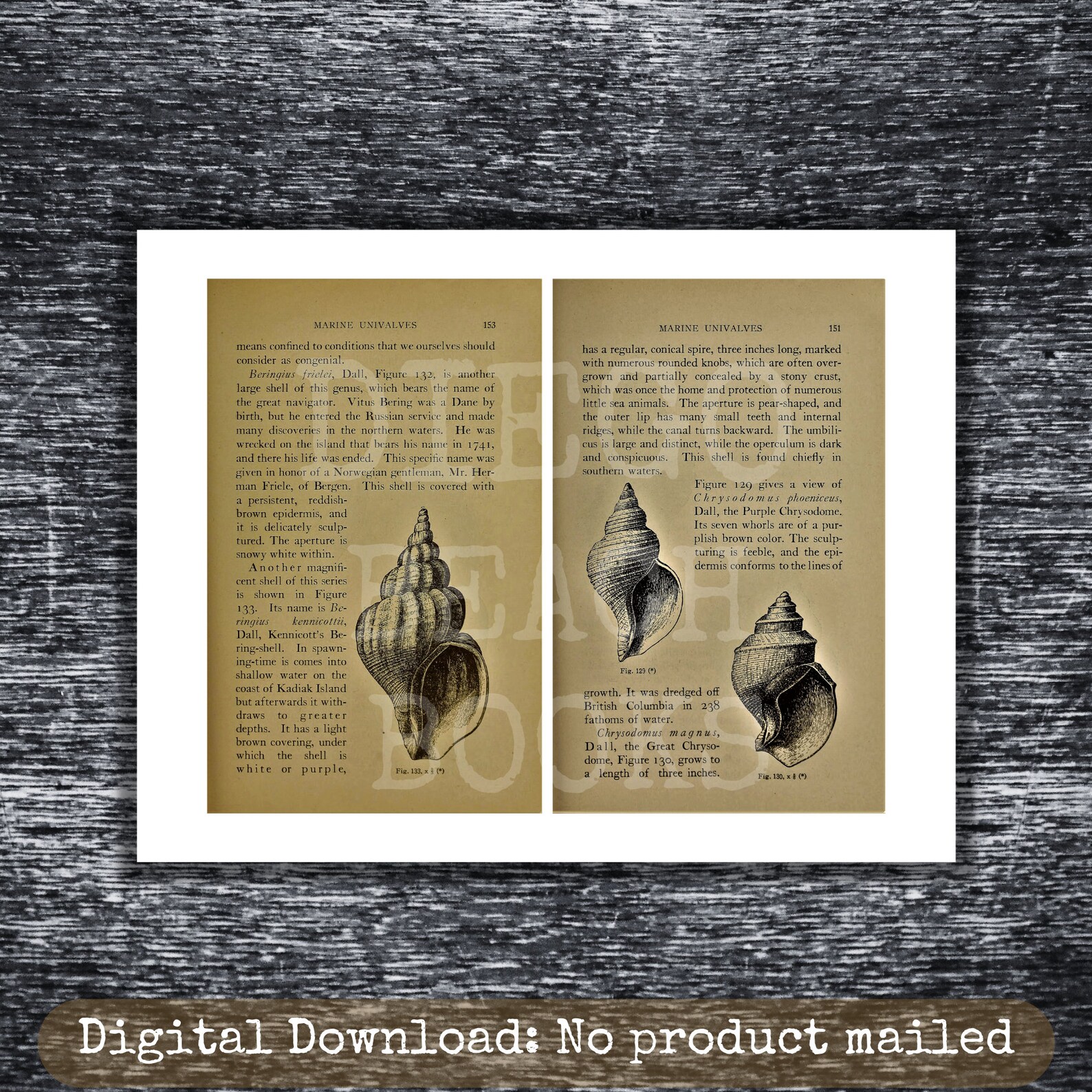 Vintage 1911 Ocean Shell Book Pages Printable Beach Ephemera Junk ...