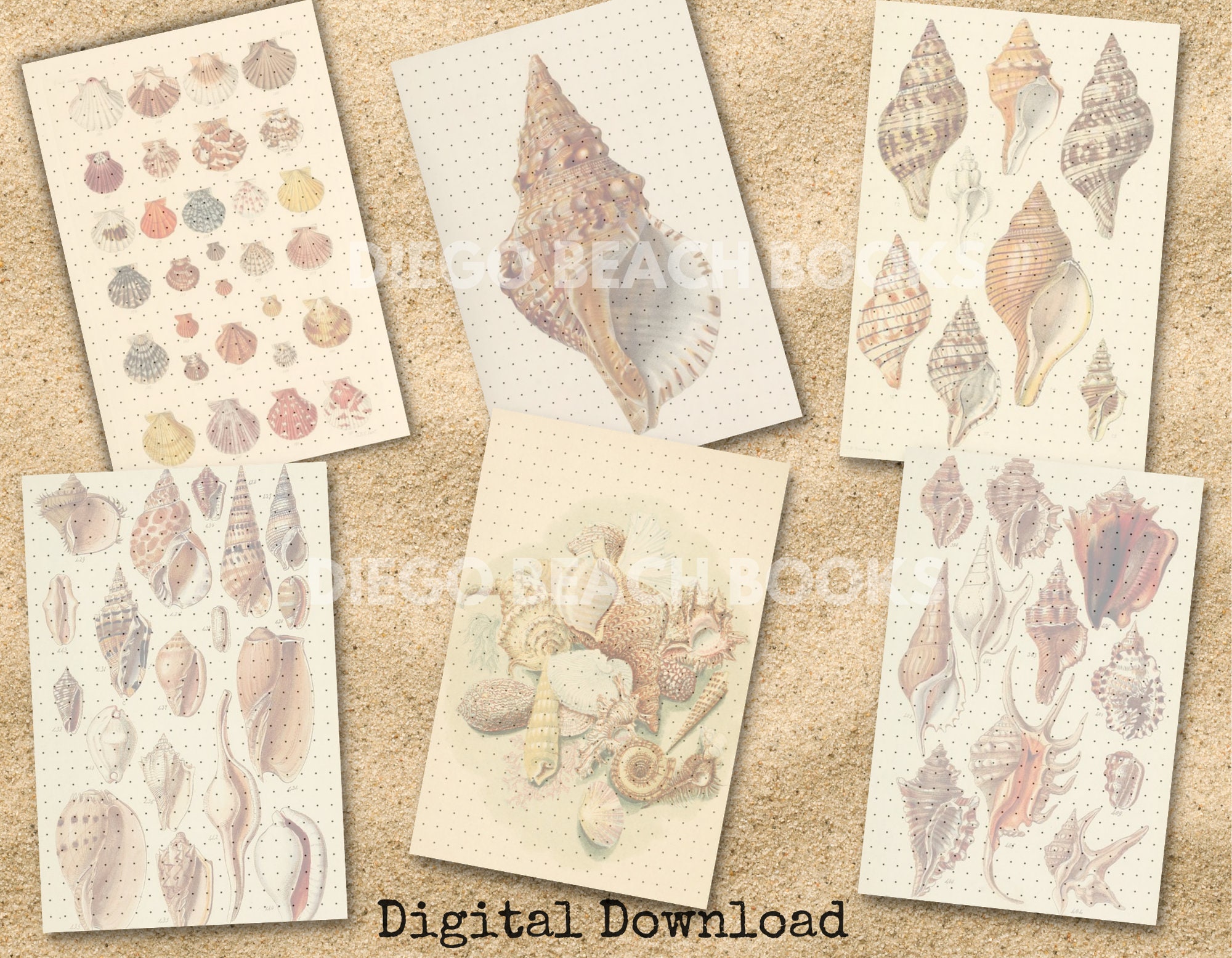 Seashell Bullet Journal Paper Planner Printable Set Ocean - Etsy