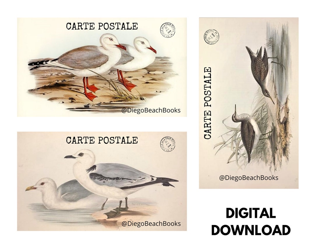 Seabirds Postcard Vintage Printable, Vintage Nautical Post Card ...