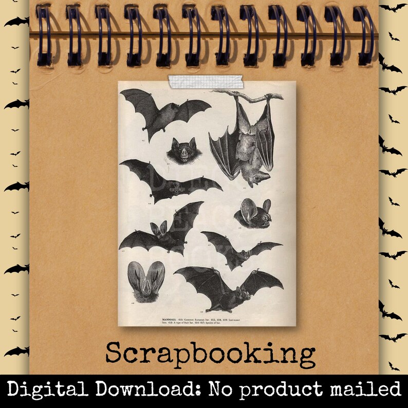 Bat Scrapbook Card Bundle Printable Vintage Antique Natural History ...