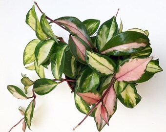 Variegated Tri Color Ginger Tropical Plant Red Green White | Etsy