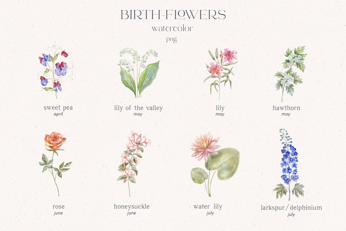 Birth Flowers Clipart, Watercolor Flowers, Carnation, Rose, Poppy, Lily ...