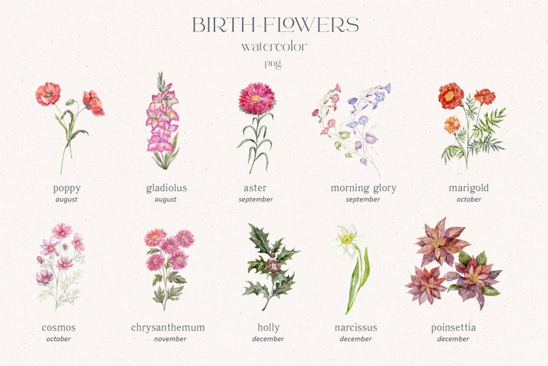 Birth Flowers Clipart, Watercolor Flowers, Carnation, Rose, Poppy, Lily ...