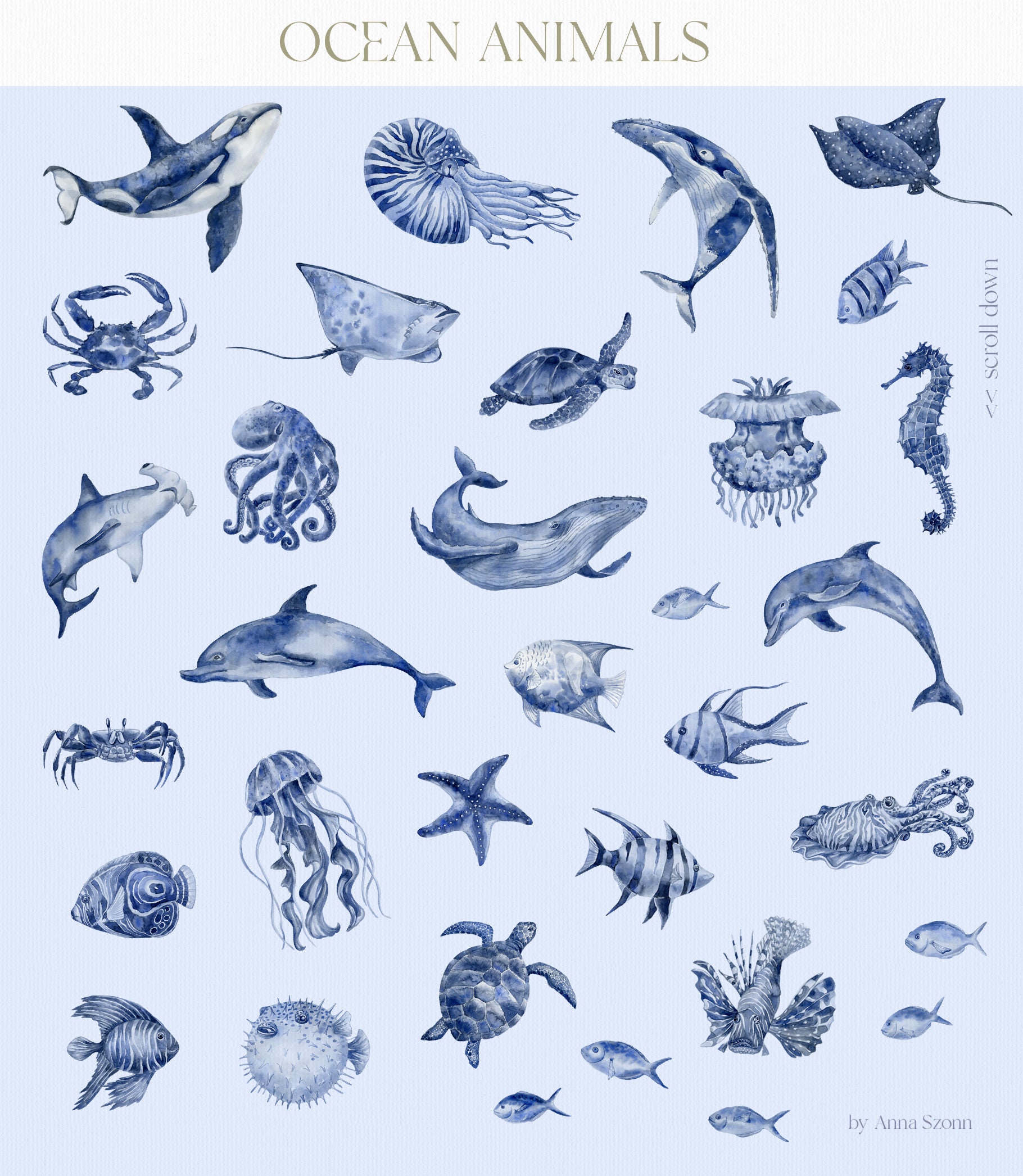 Sealife Clipart Underwater Marine Nautical Frame Sea - Etsy