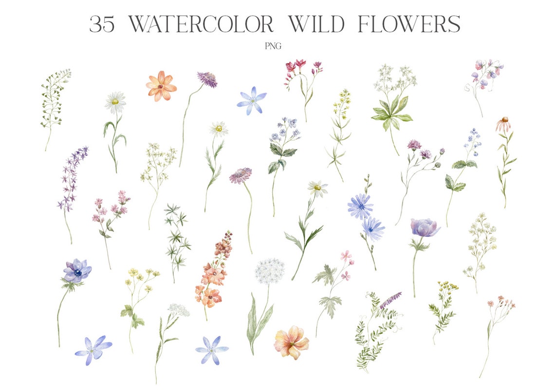 Wild Flowers Watercolor Floral Clipart Wildflowers - Etsy