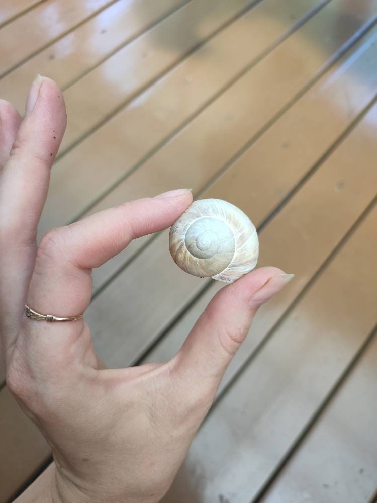 5 Big and 5 Small Snail Shells Snail House Decoration | Etsy