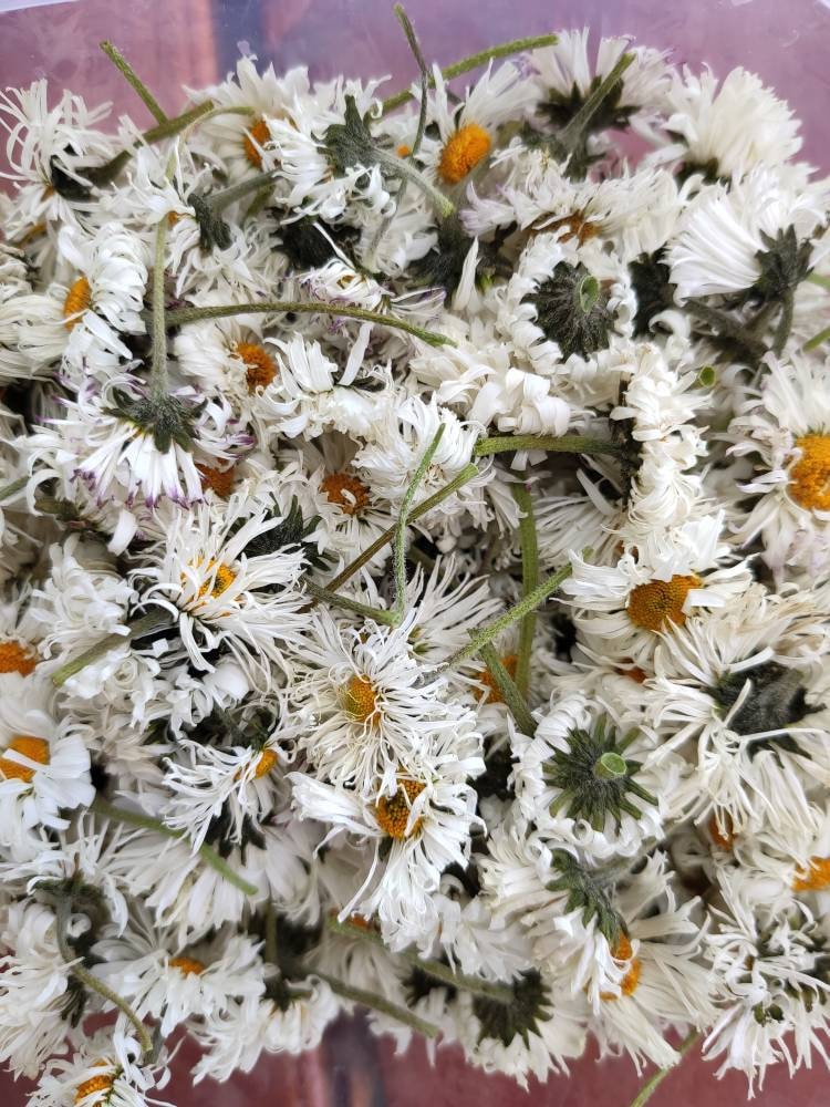 50-150 Pc of Dried Daisy Flower Heads - Etsy