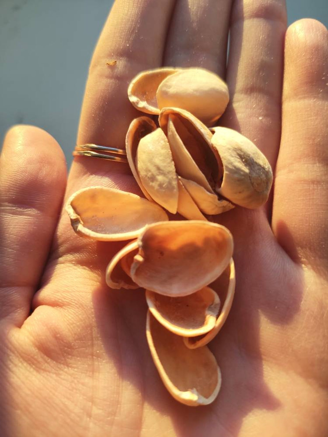 Pistachio Nut Shells Peel Craft Supplies Decoration | Etsy