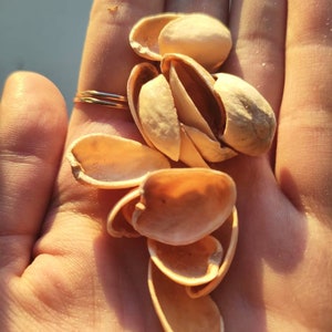 Pistachio Nut Shells Peel, Craft Supplies, Decoration - Etsy