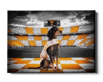 Tennessee Volunteers Dog - Etsy