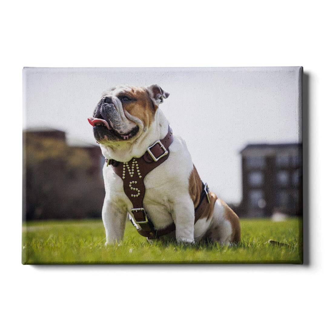 Mississippi State | MSU Bulldog | Dak | MSU Mascot | Canvas Wall Art ...