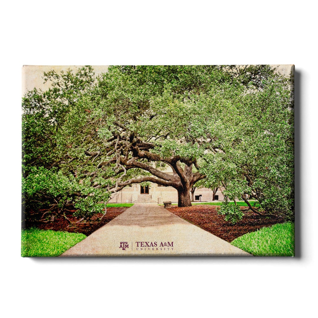 Texas A&M | Century Tree | Aggie Tradition | Canvas Wall Art | Metal ...