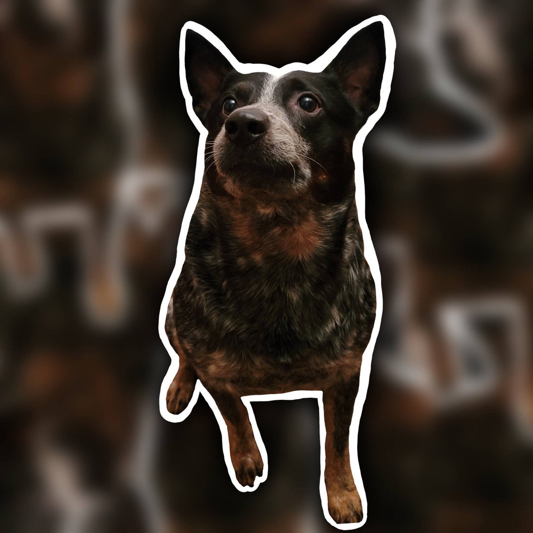 Male Blue Heeler Sticker 2x3.5 - Etsy
