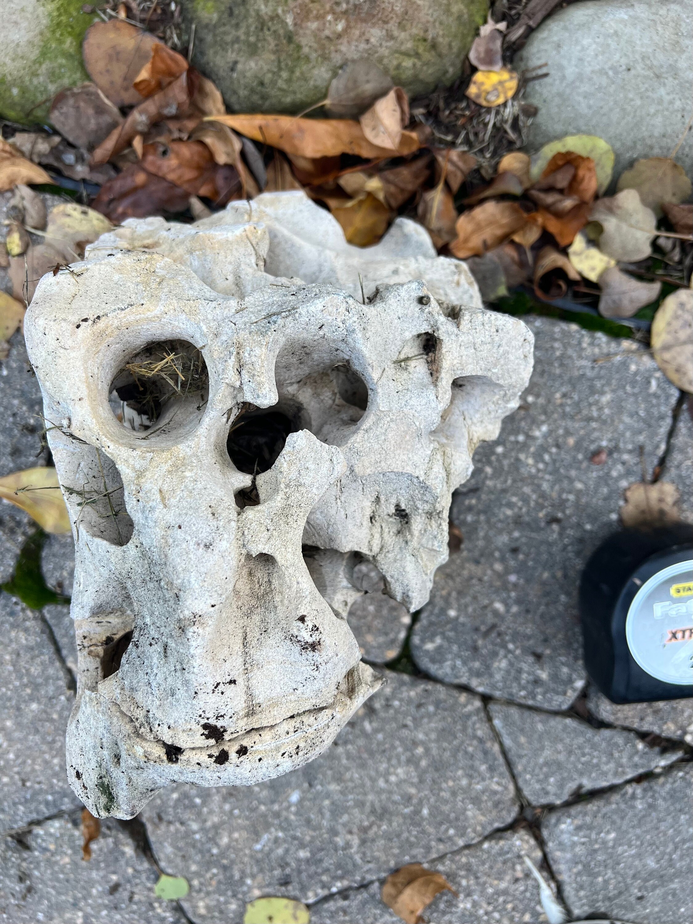 Texas Holey Rock Succulent/air Plant Planter/pot-hand Holder Flower Pot ...