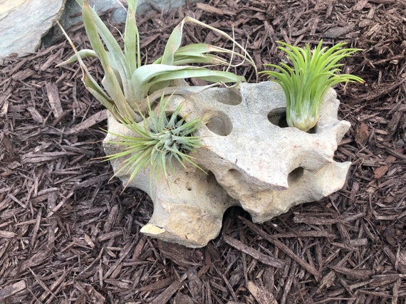 Texas Holey Rock Succulent/air Plant Planter/pot-hand Holder - Etsy