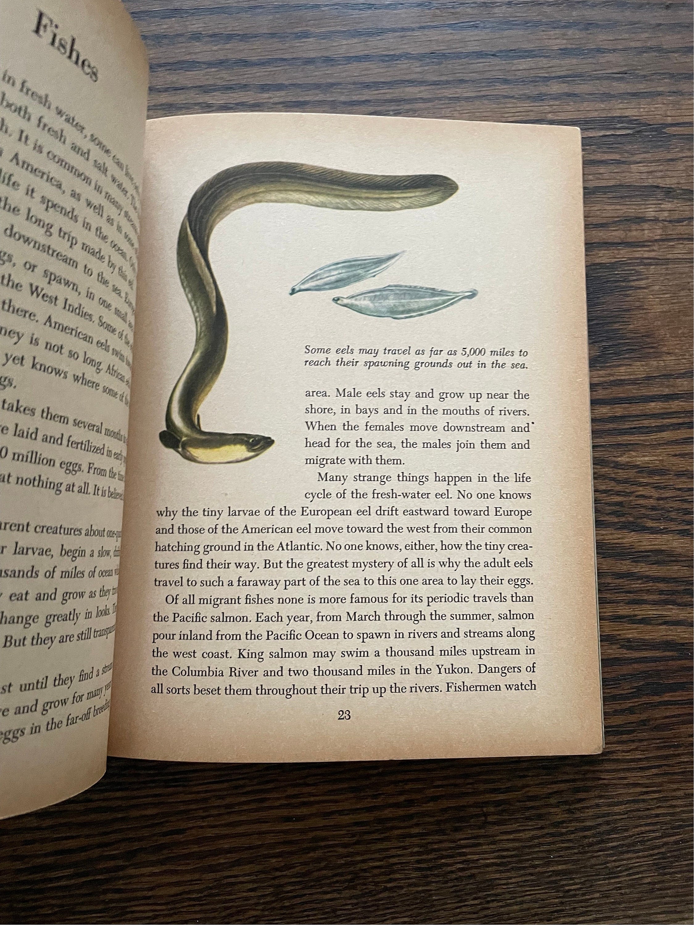 Animals and Their Travels the Golden Library of Knowledge First Edition ...