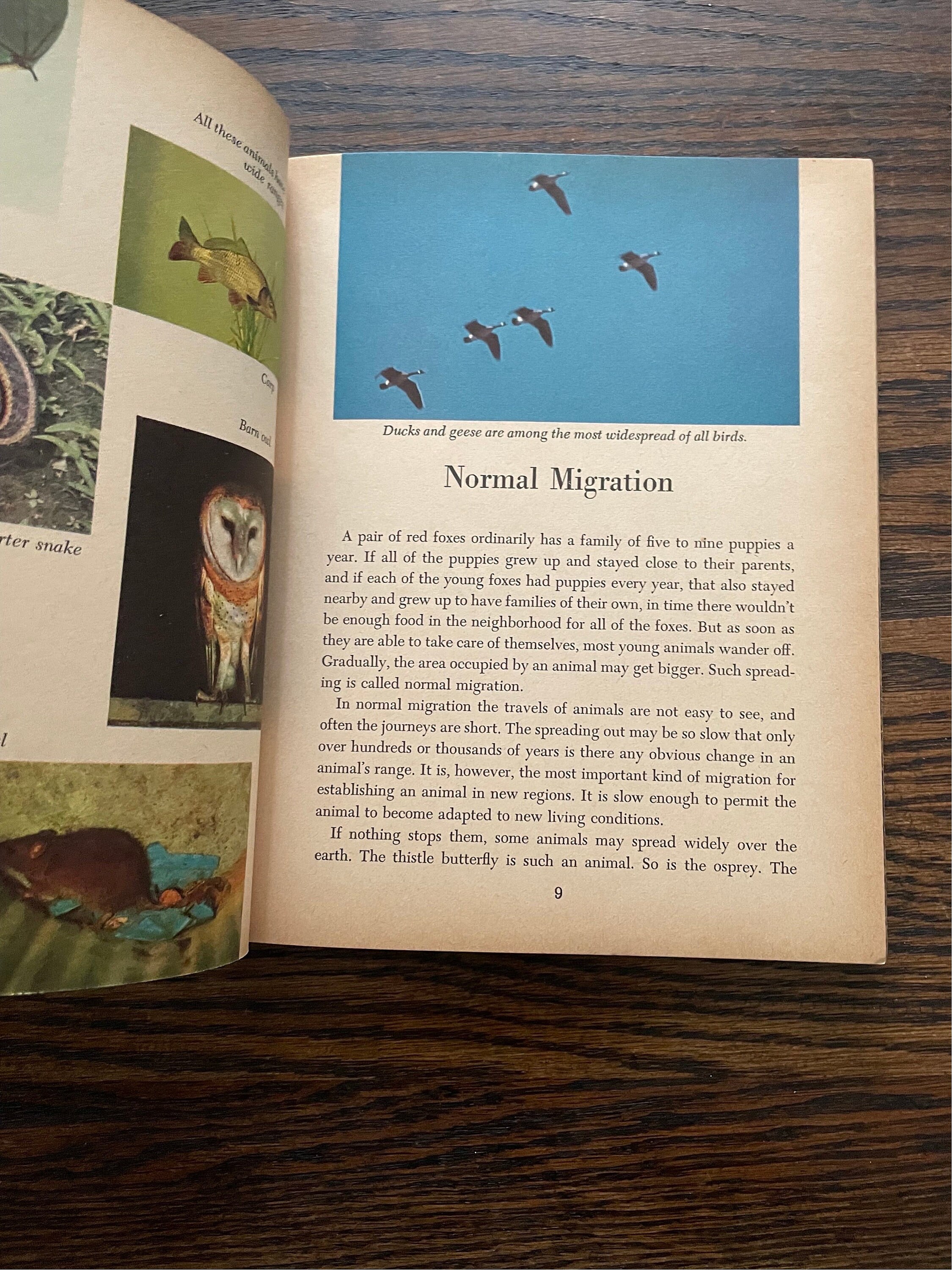 Animals and Their Travels the Golden Library of Knowledge First Edition ...