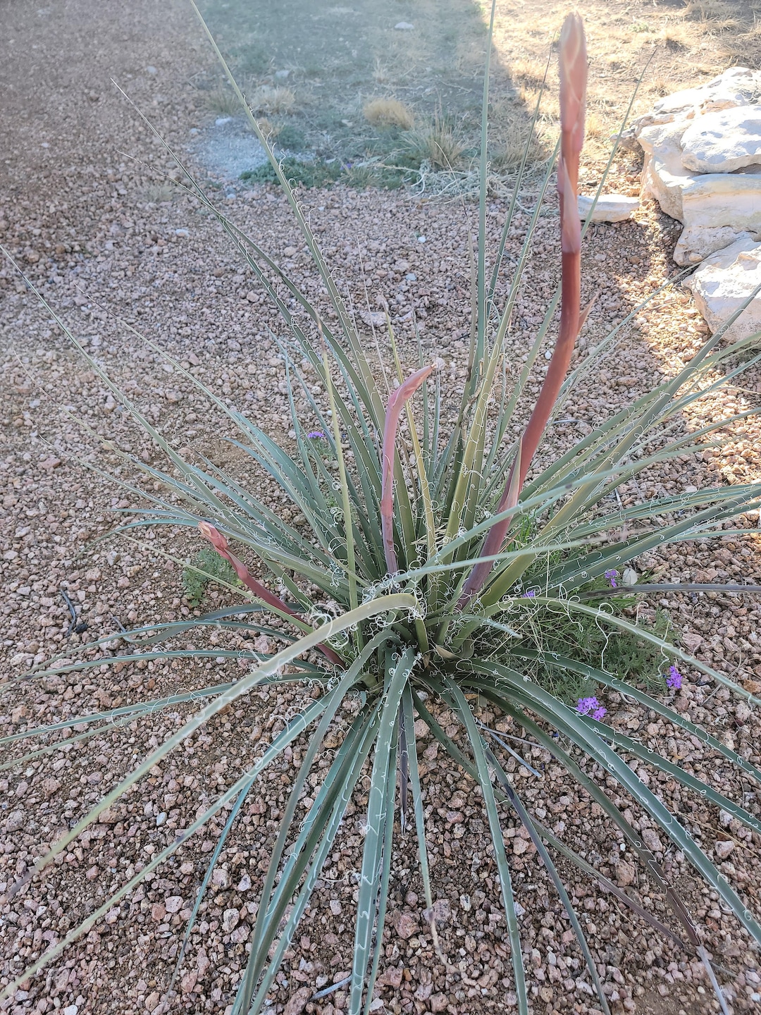 30+ Red Yucca Seeds (hesperaloe Rarviflora) - Hummingbird Yucca - Etsy