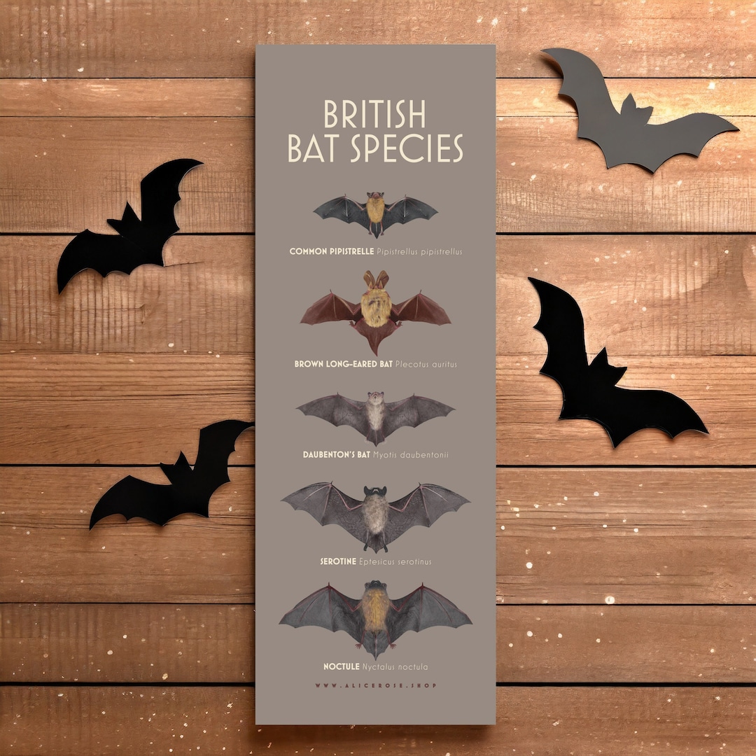 British Bat Species - Etsy