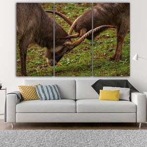 Wild Goat Art Print Goat Canvas Set Mountain Goat Animal Decor Animal ...