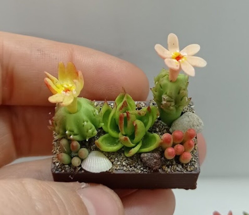 Miniature сomposition of Mini Succulents and Cactus. Plants - Etsy