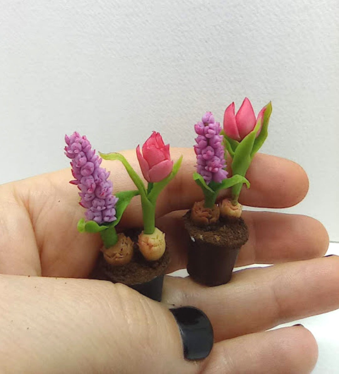 Buy Miniature Flowers. Mini Hyacinth and Tulip in a Plastic Pot, to ...