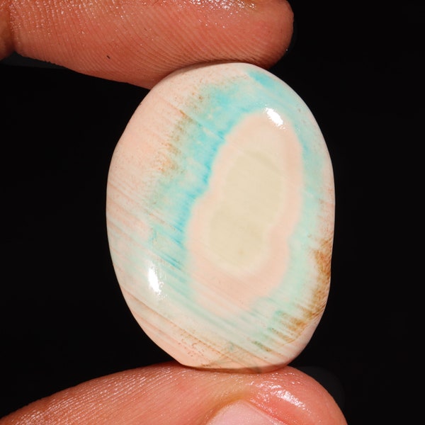 Operculum Shell - Etsy