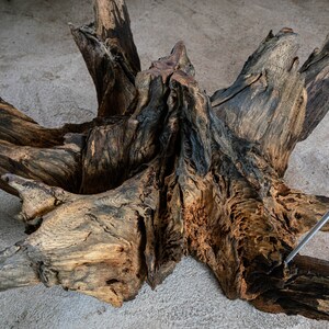 Designer Coffee Table - Root Wood, Oak, Glass Top, Stainless Steel ...