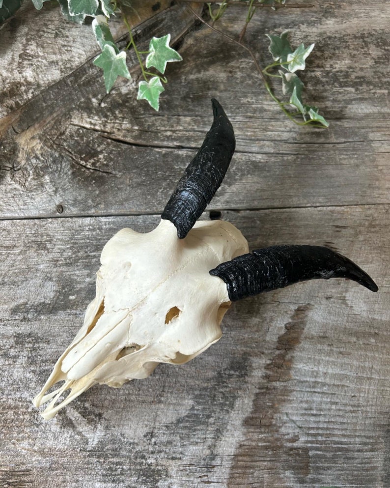 Real Goat Skull With Horns - Etsy