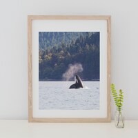 Orca Decor - Etsy
