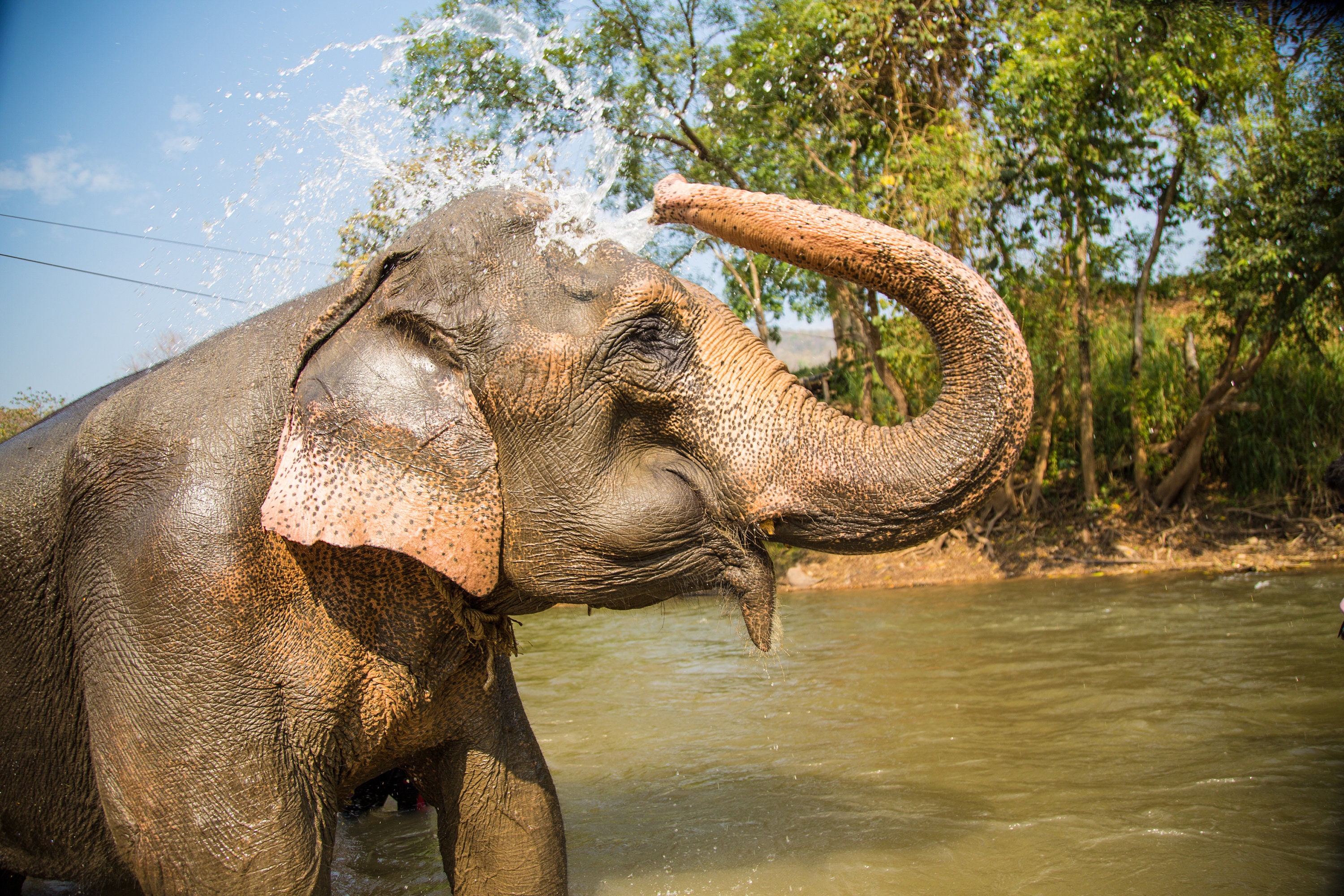 Elephant Bathing in a River - Etsy