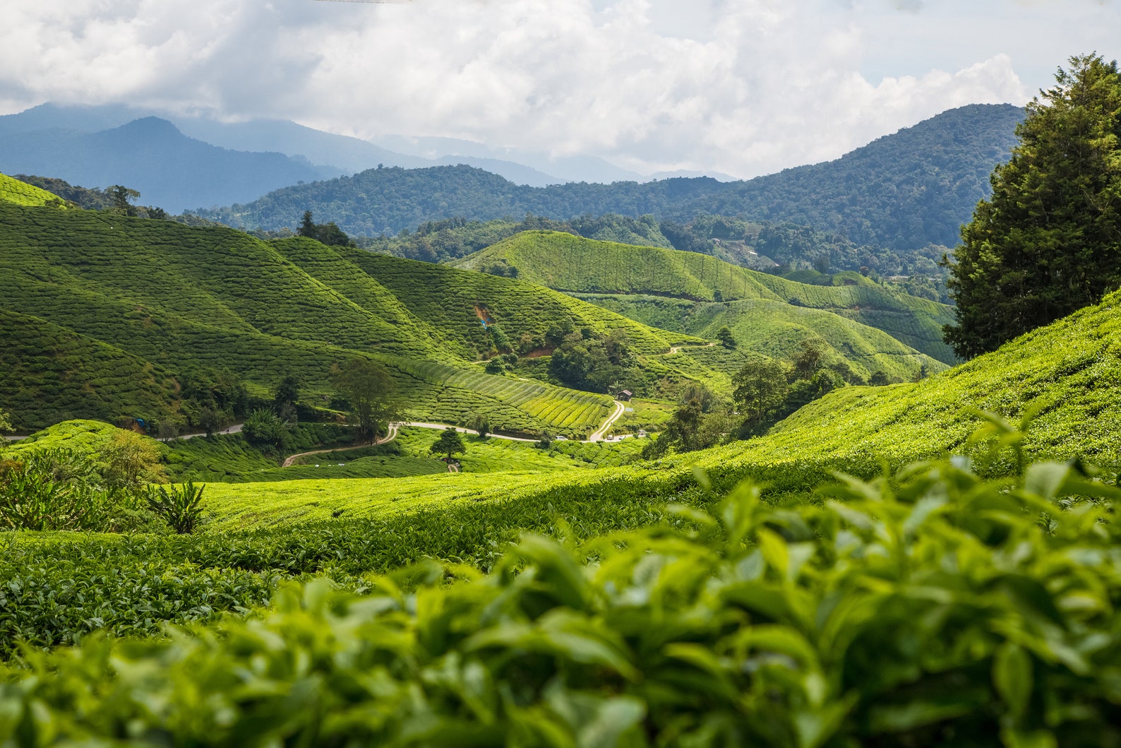 Tea Plantation in Laos - Etsy