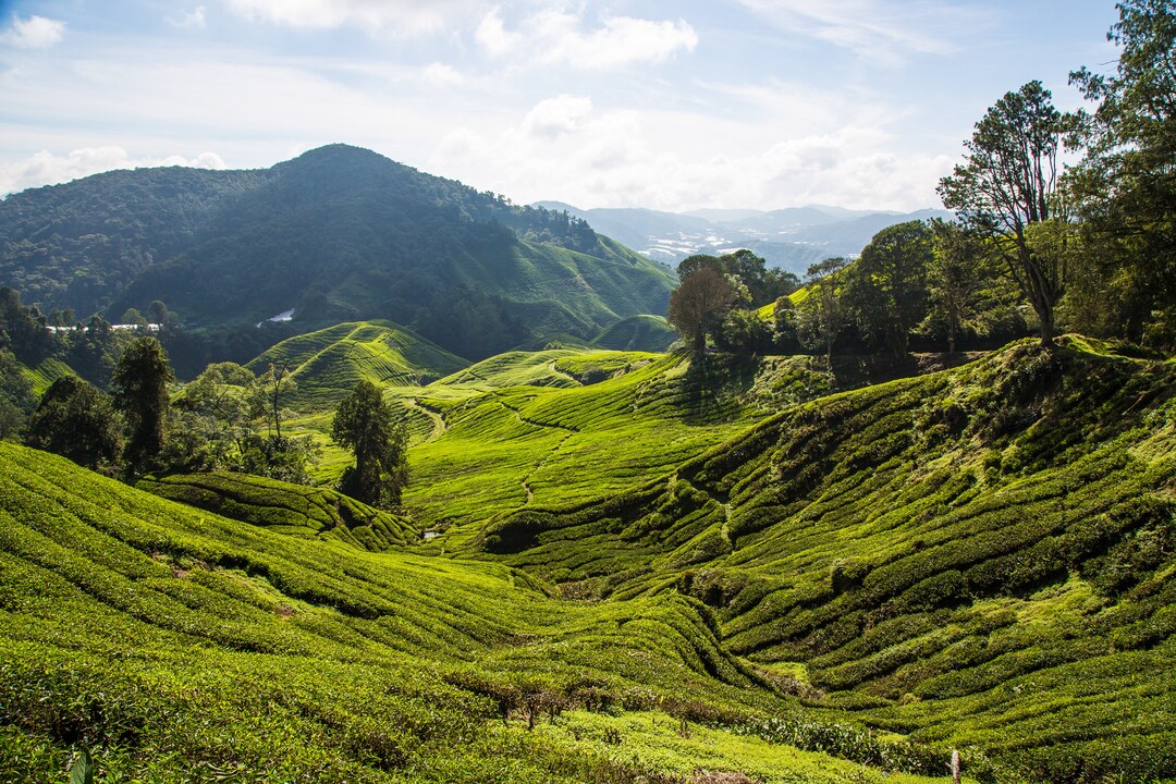 Gorgeous Tea Plantation in Laos - Etsy