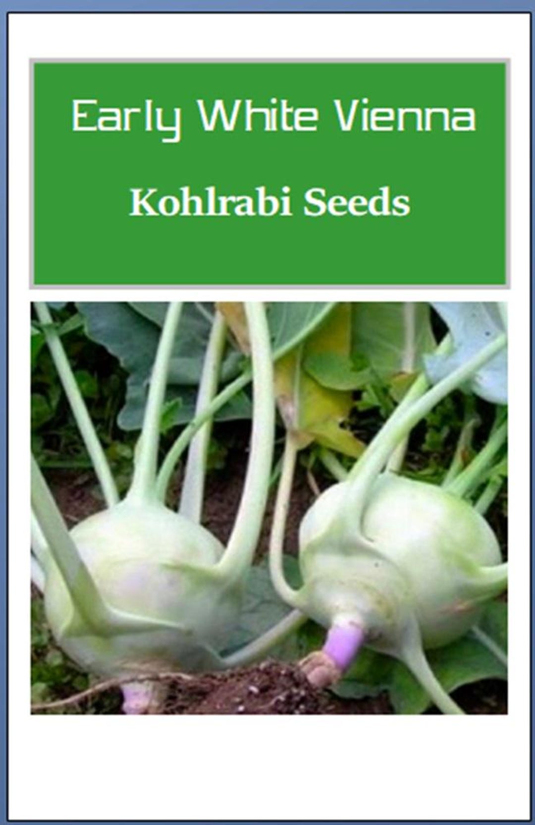 Early White Vienna Kohlrabi Heirloom Seeds - Non-gmo - Etsy