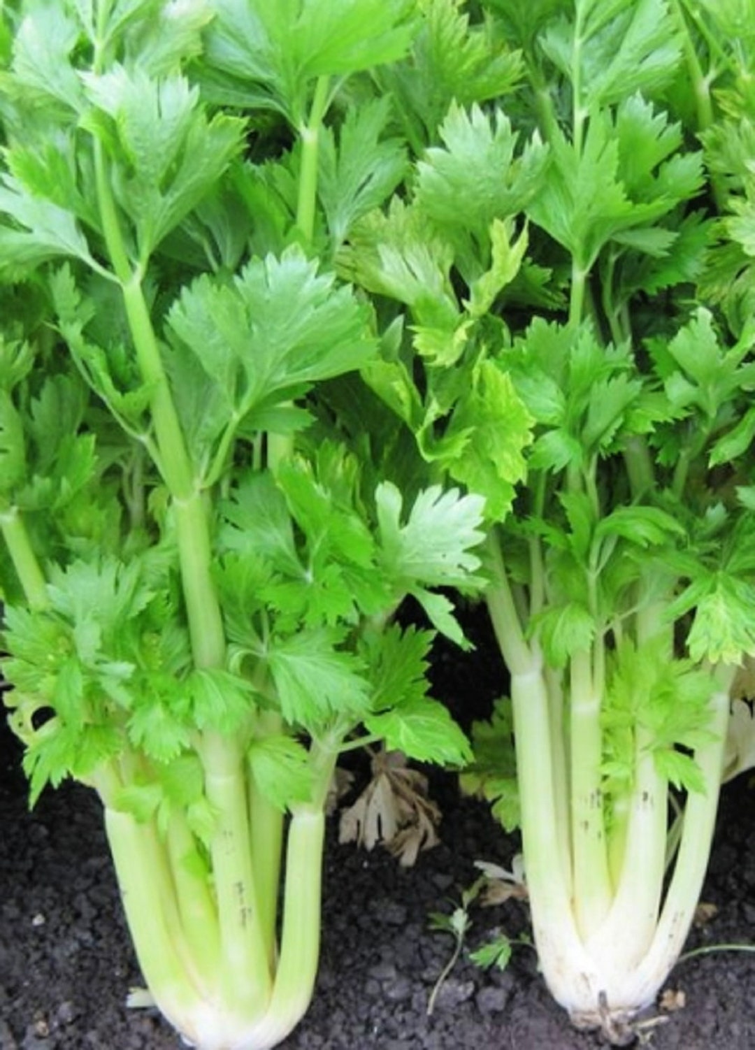 Golden Celery Seeds | NON-GMO | Heirloom | Fresh Garden Seeds - Etsy