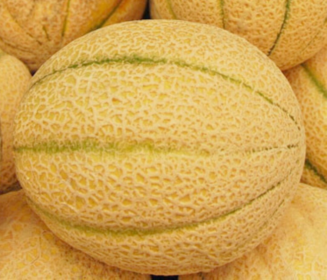 Iroquois Melon Seeds | NON-GMO | Heirloom | Fresh Garden Seeds - Etsy