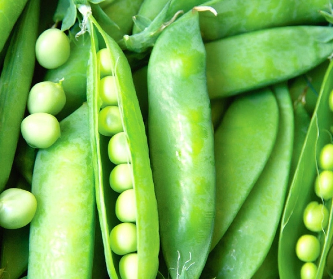 Lincoln Pea Seeds NON-GMO Heirloom Fresh Garden Seeds - Etsy