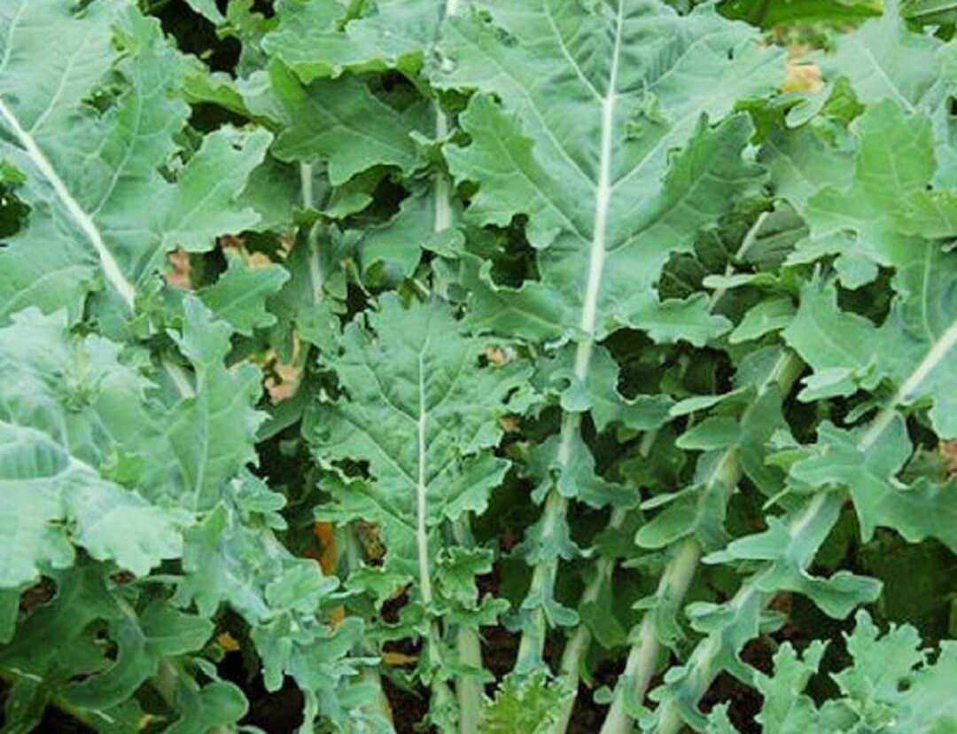 White Russian Kale Seeds | NON-GMO | Heirloom | Fresh Garden Seeds - Etsy