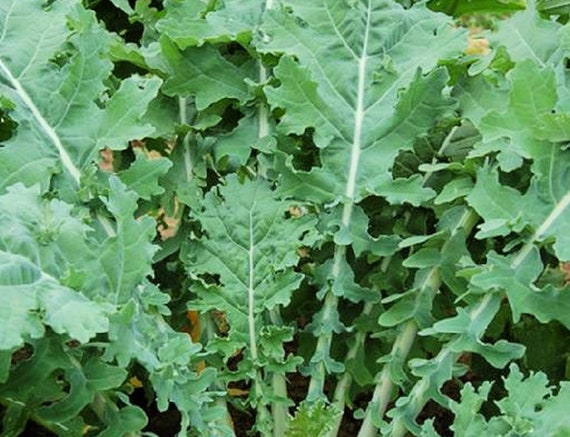 White Russian Kale Seeds NON-GMO Heirloom Fresh Garden | Etsy