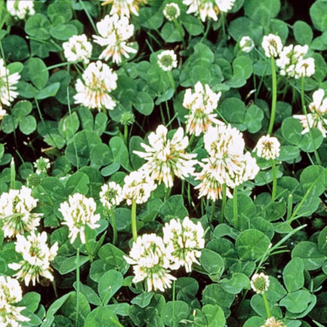 White Dutch Clover Cover Crop Seeds | NON-GMO | Heirloom | Fresh Flower ...