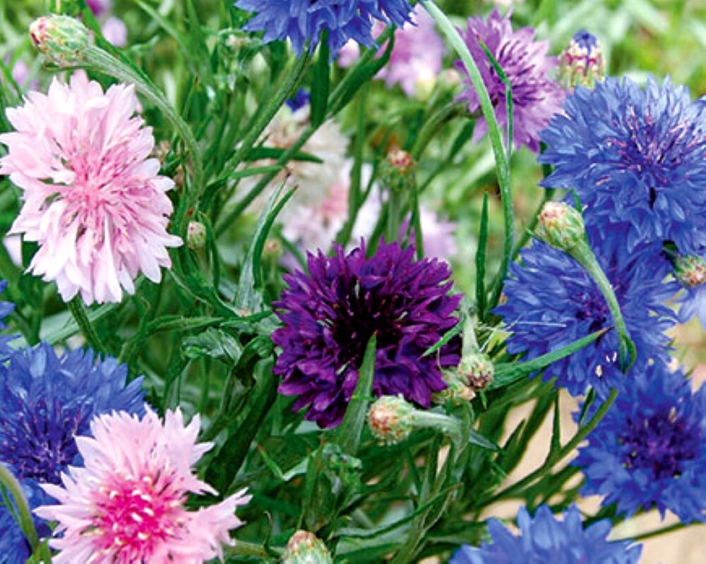 Bachelor Button Cornflower Mixed Seeds | NON-GMO | Heirloom | Fresh ...