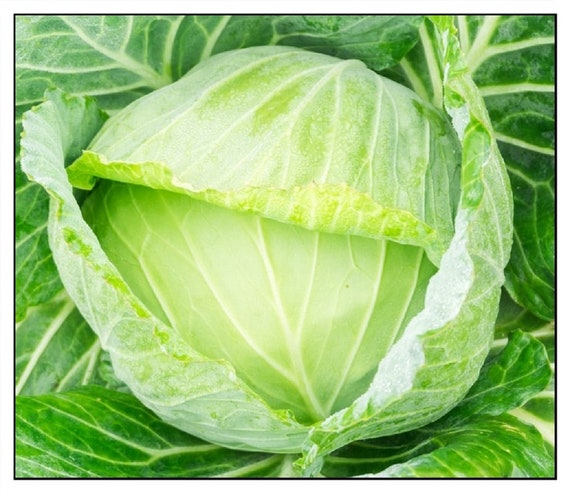 Golden Acre Cabbage Seeds NON-GMO Heirloom Fresh Garden - Etsy