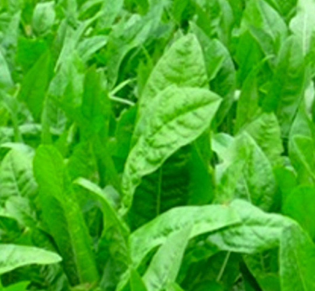 Oasis Chicory Seeds | NON-GMO | Heirloom | Fresh Flower Seeds - Etsy