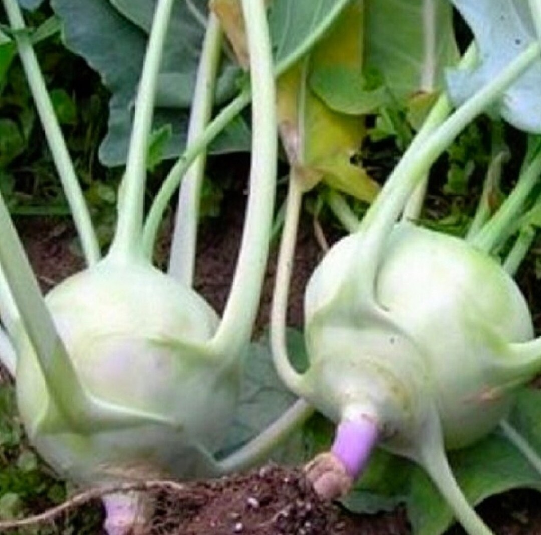 Early White Vienna Kohlrabi Heirloom Seeds - Non-gmo - Etsy
