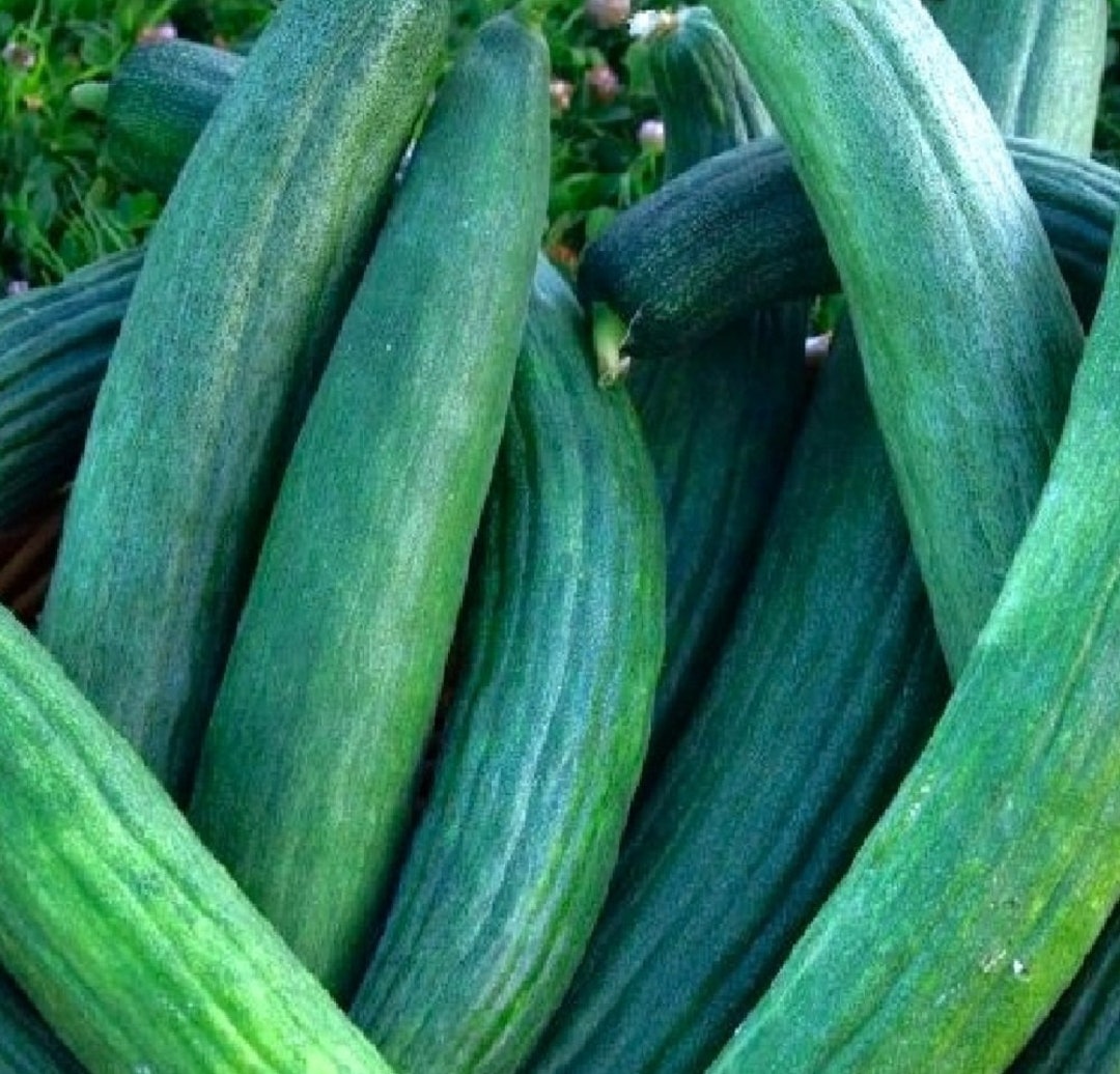 Metki Dark Green Cucumber Seeds | NON-GMO Cucumber Seeds | Heirloom ...